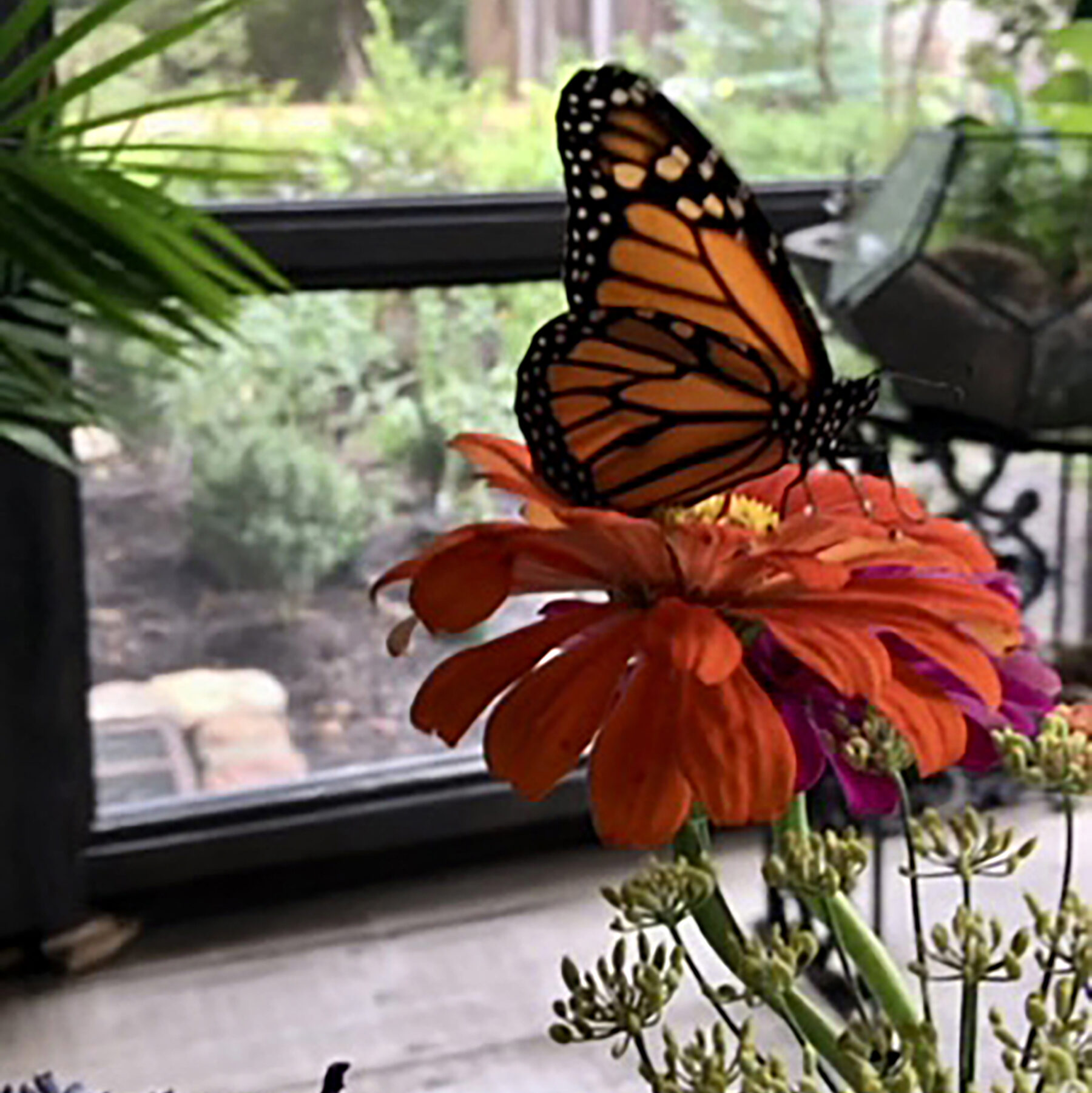 Monarch Waystation